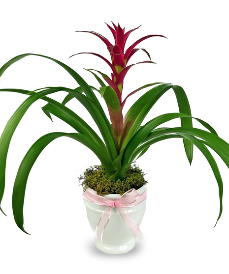 Summer Bromeliad - 5" Pot | Indianapolis (IN) Flower Delivery ...