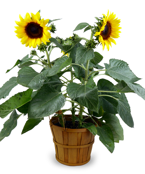 Same-Day Indianapolis Flower Delivery | McNamara Florist