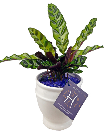Indianapolis Green Plant Delivery | Low-Maintenance & Easy Care Plants ...