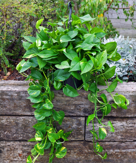 Golden Pothos Flower